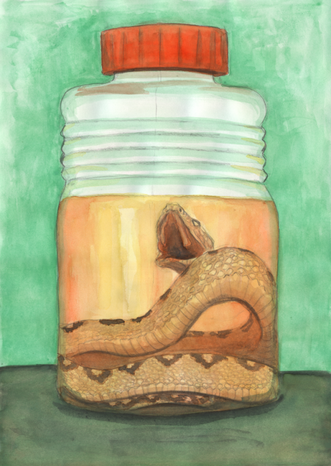 A Tribute to the Habushu | MatthewMeyer.net