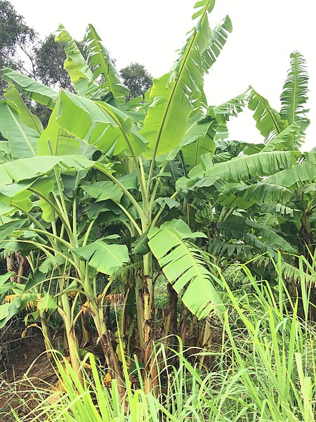 A-Yokai-A-Day: Basho no Sei | MatthewMeyer.net